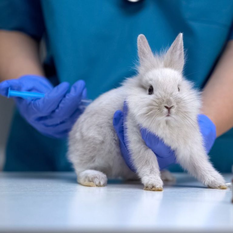 Experimentación con animales en la industria cosmética. ¿Qué debes ...